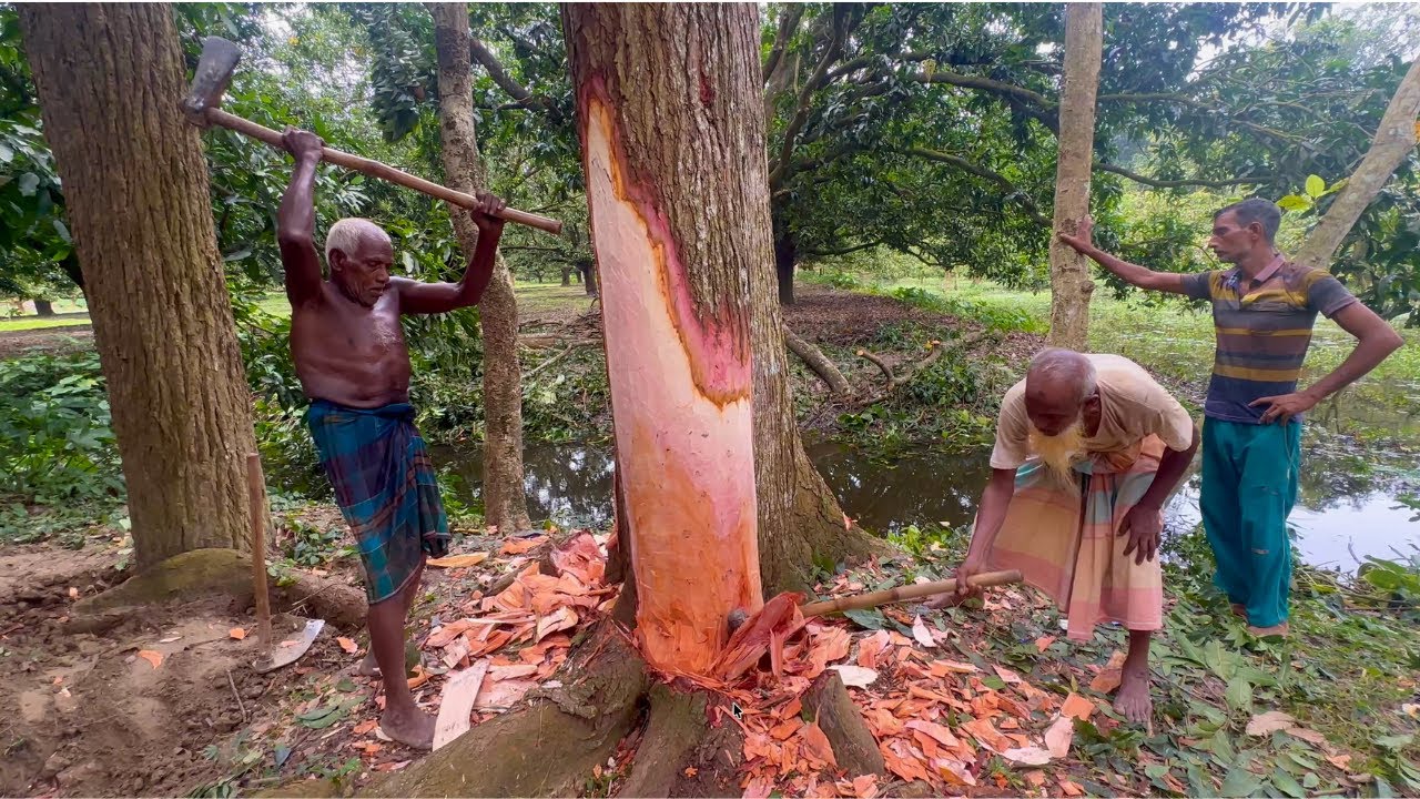 Amazing Giant Tree Cutting with Axe by Old Strong Men #treecutting # ...