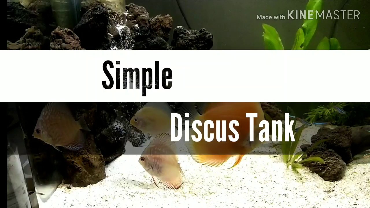 Simple Discus Tank || 60 cm - YouTube