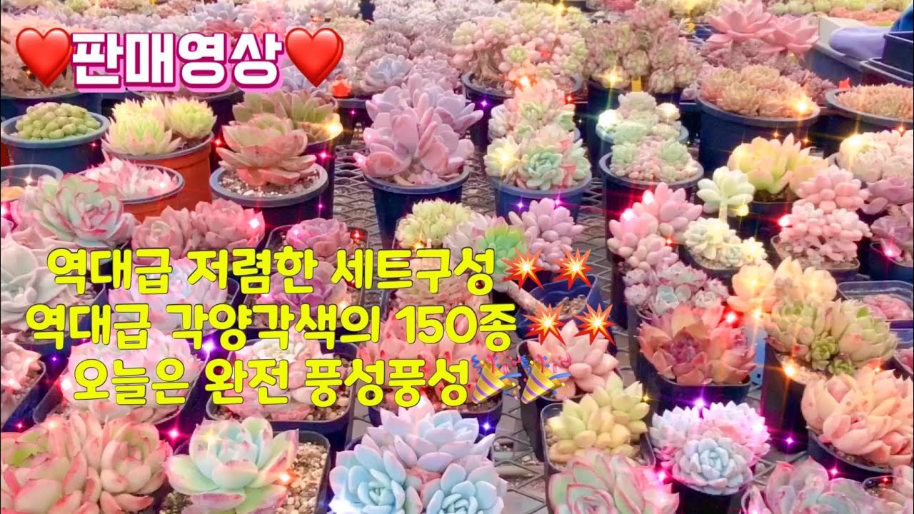 4월 20일 ️판매영상 ️즐거운 토요일 스위트다육과 함께170종의 다육식물🍭다육에반하다🍭다육다육식물다육이다육이키우기