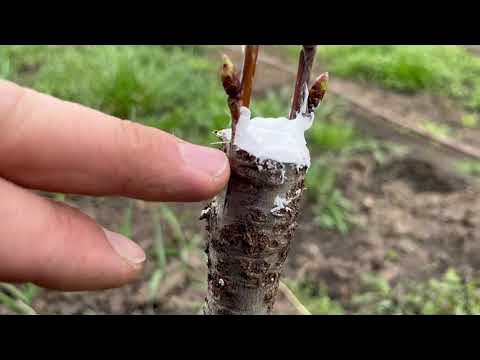 Cea mai simpla metoda de altoire , altoire cires - YouTube