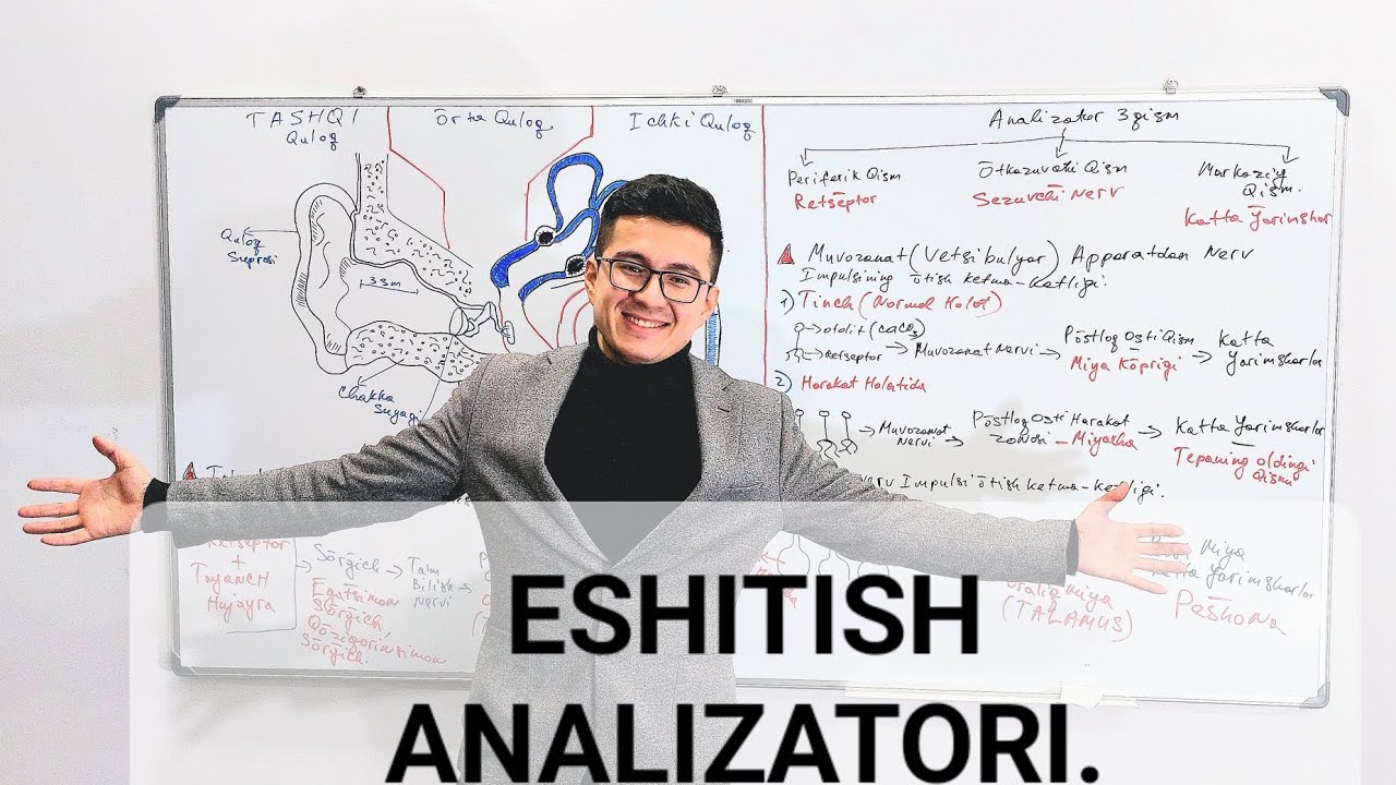 🎯Eshitish Analizatori.Quloq tuzilishi.||Hearing analyzer. Structure of ...