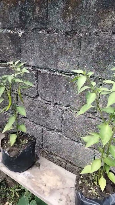 Sili sa bakuran! part 2! Malapit na iharvest! 😍 - YouTube