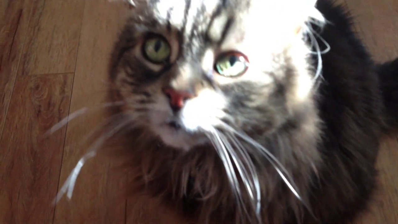 Pampered & Spoiled Princess Cat Cries & Throws Temper Tantrum in the ...