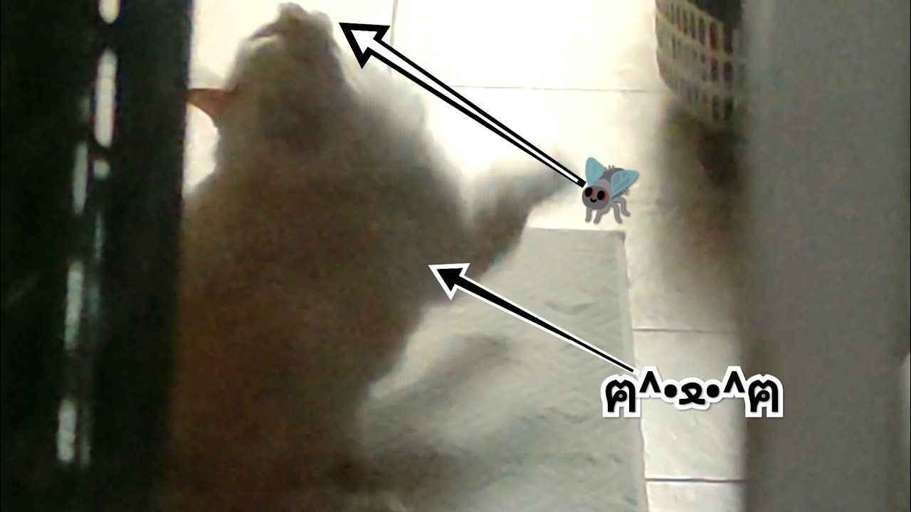 Cat gets annoyed by fly and attacks it! - YouTube