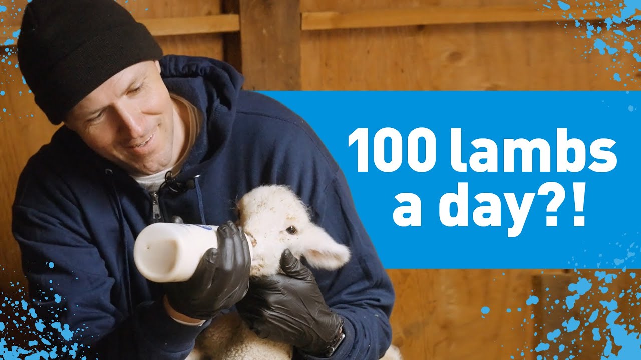 Oregon Odd Jobs | Lambing season at Cunningham Sheep Company - YouTube
