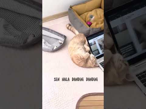 Kedi Uyutma Videosu - Bıngılcan’la Ninnili bir gün
