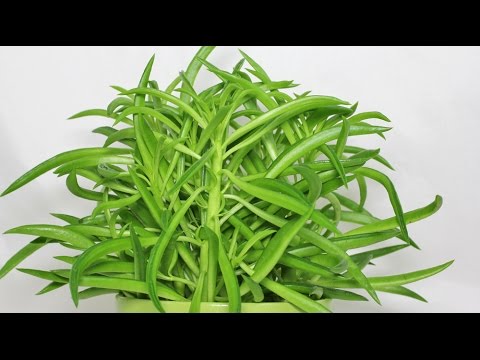 Peperomia ferreyrae - Zierpfeffer, Radiator Plant - YouTube