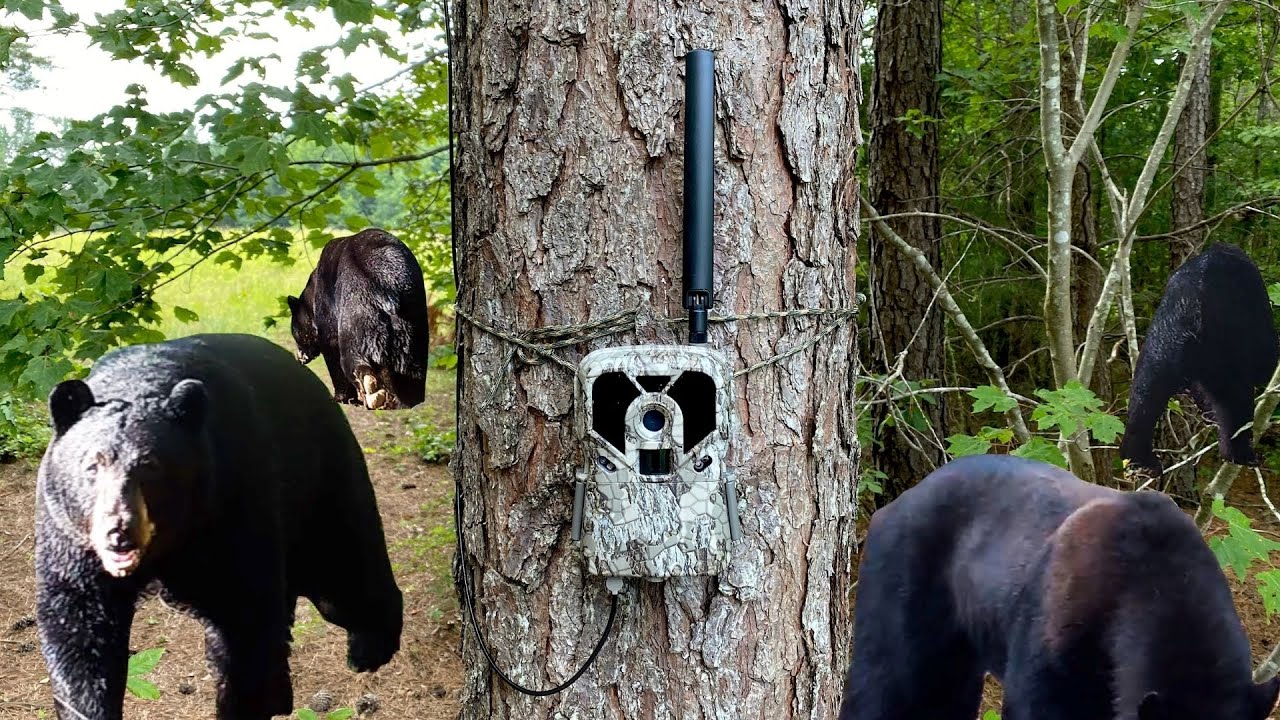 Black Bear Trail Camera Videos are Fascinating to Watch - YouTube