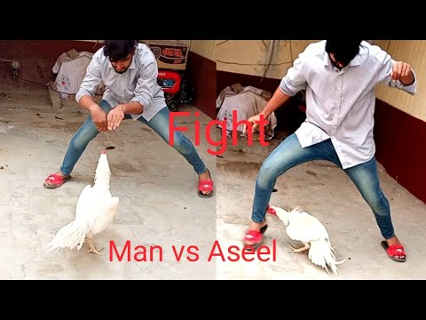 Man vs Aseel fight|| Argasive Aseel||Setup par new wight Aseel jora a ...