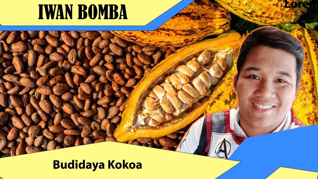 IWAN BOMBA | Budidaya Tanaman Cacao/Cokelat - YouTube