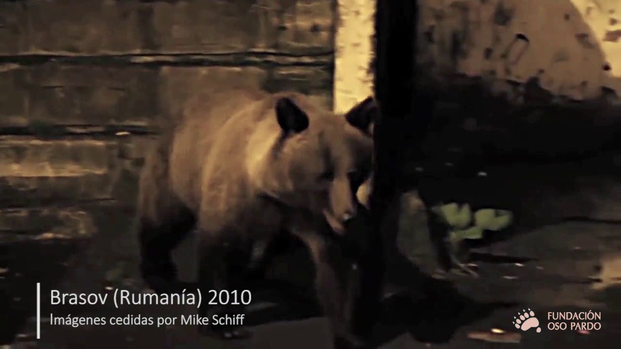 Osos comiendo de la basura - Vídeo de la Fundación Oso Pardo - YouTube