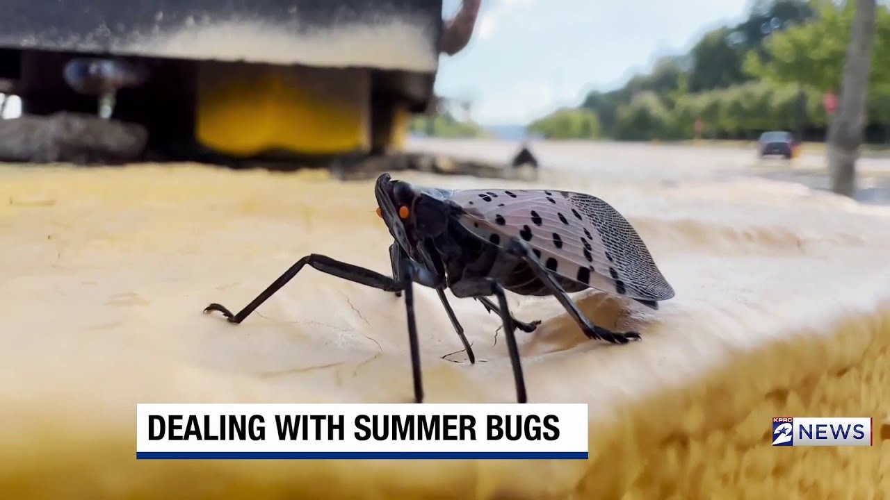 Muggy And Buggy: Insect Swarms Spread Across The US - YouTube