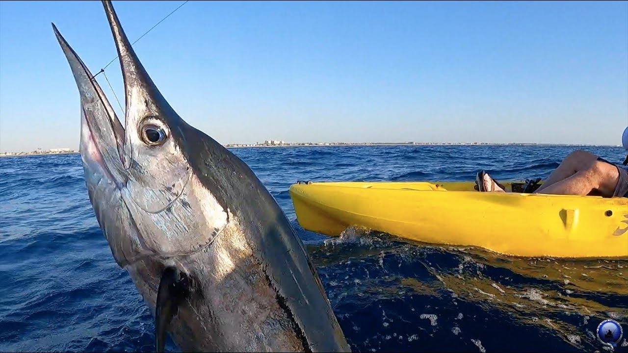 Big Sailfish BIG TUNA Kayak Fishing | Florida - YouTube