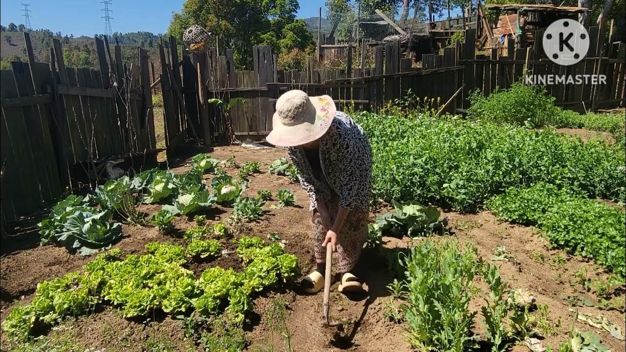 Yus txoj hauj lwm hnub no nawb 27/2/2025 - YouTube