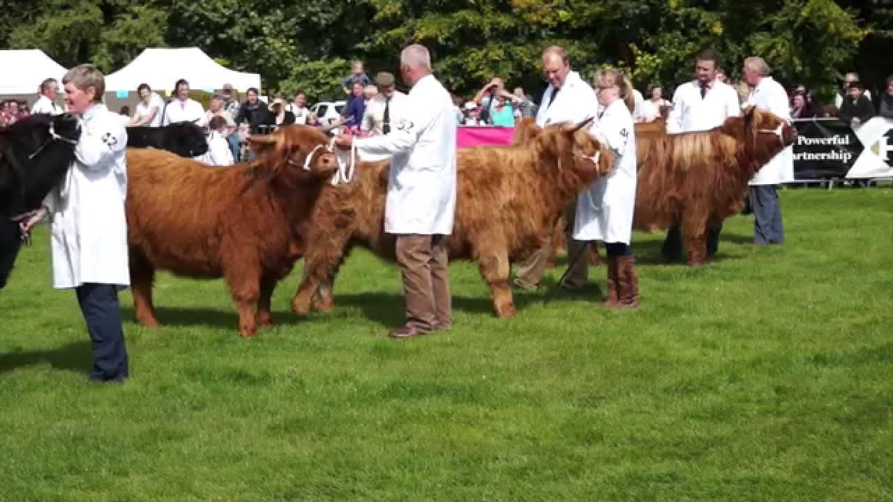 Yearling Highland Heifers in Glasgow (2014) - YouTube