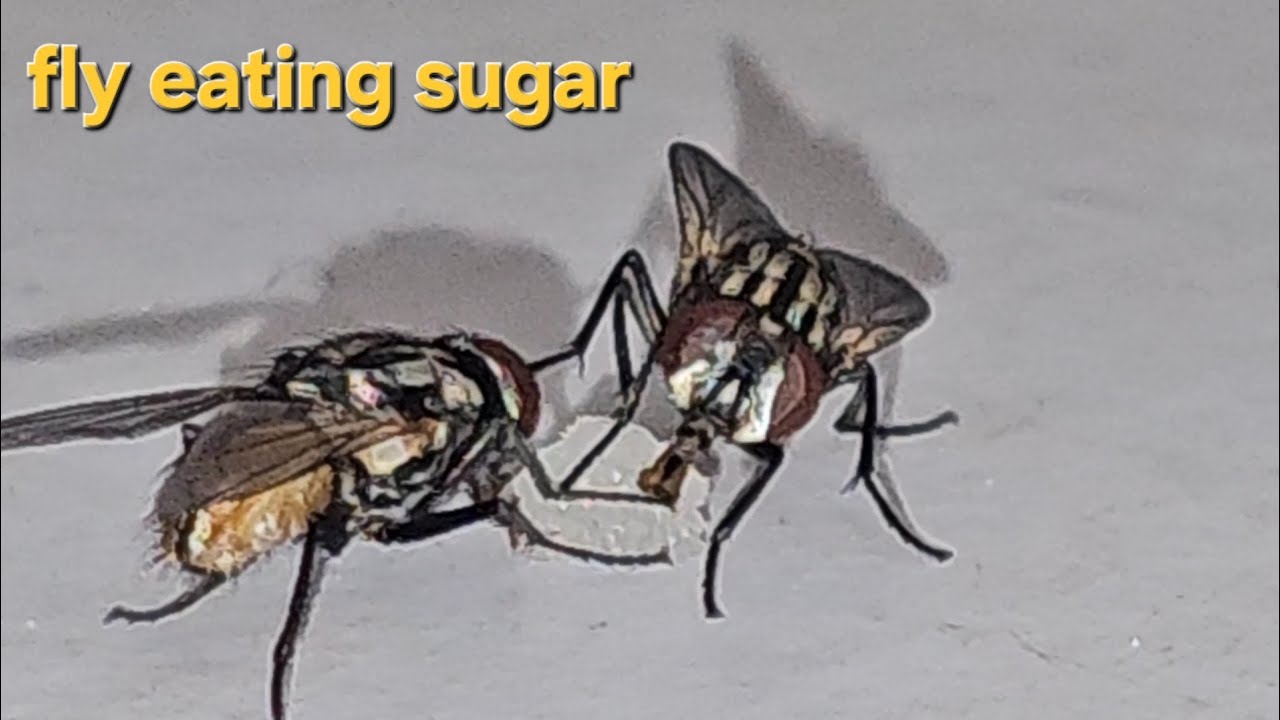 Fly eating sugar close view video - YouTube