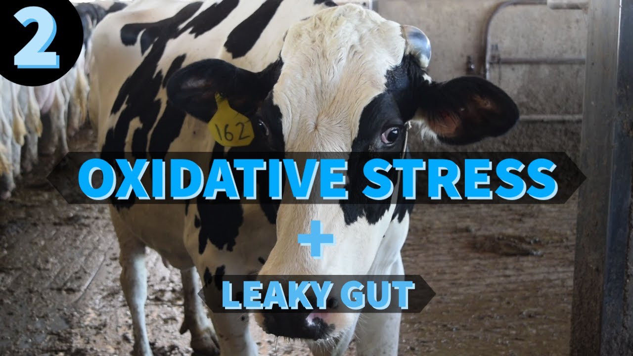 Oxidative Stress + Leaky Gut in Cows EXPLAINED - YouTube