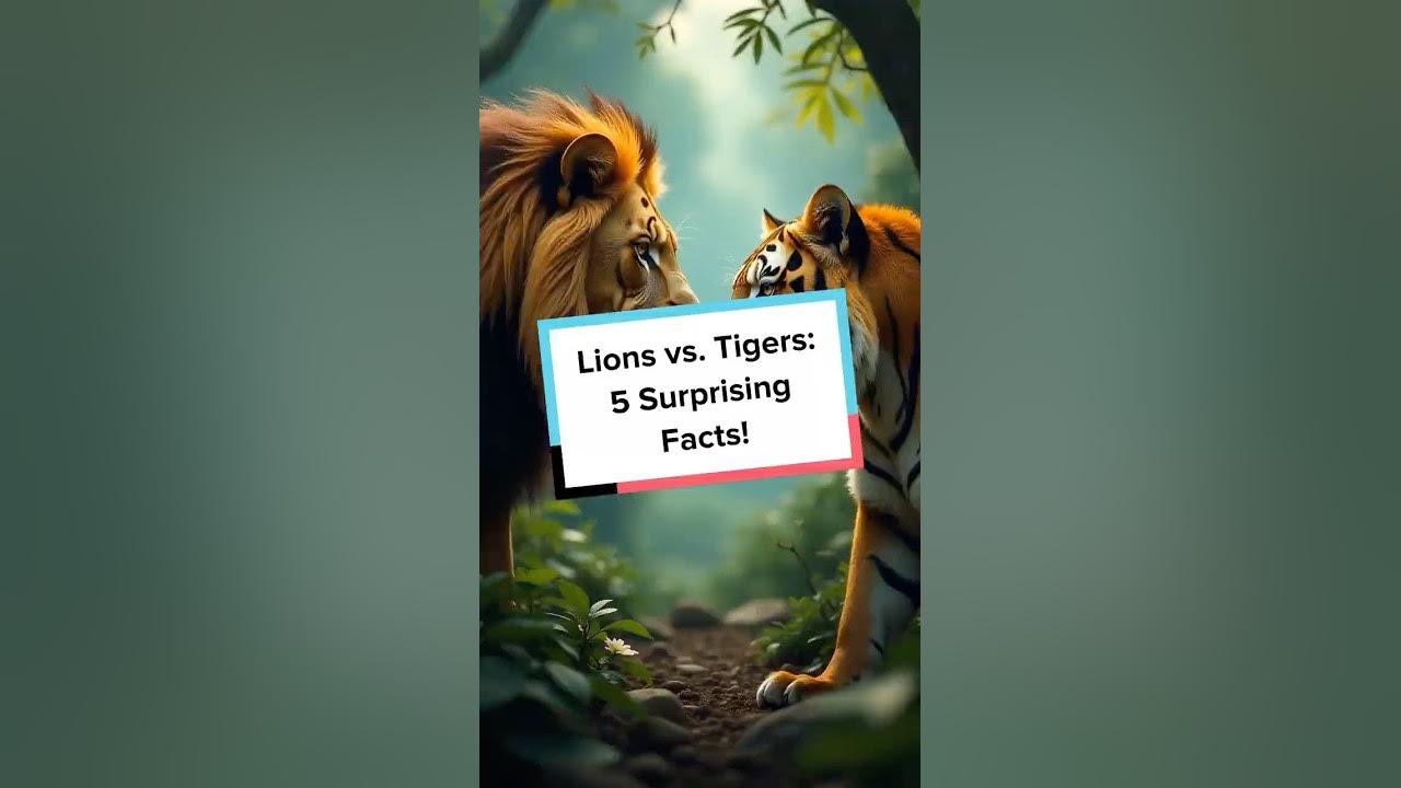 Lions vs. Tigers: 5 Surprising Facts! - YouTube
