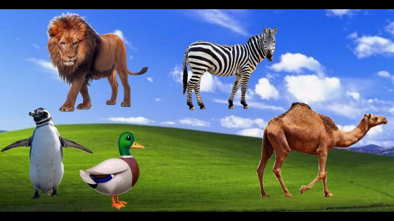 Fun with cute animals - Camel, parrot, rooster, penguin, zebra, duck ...