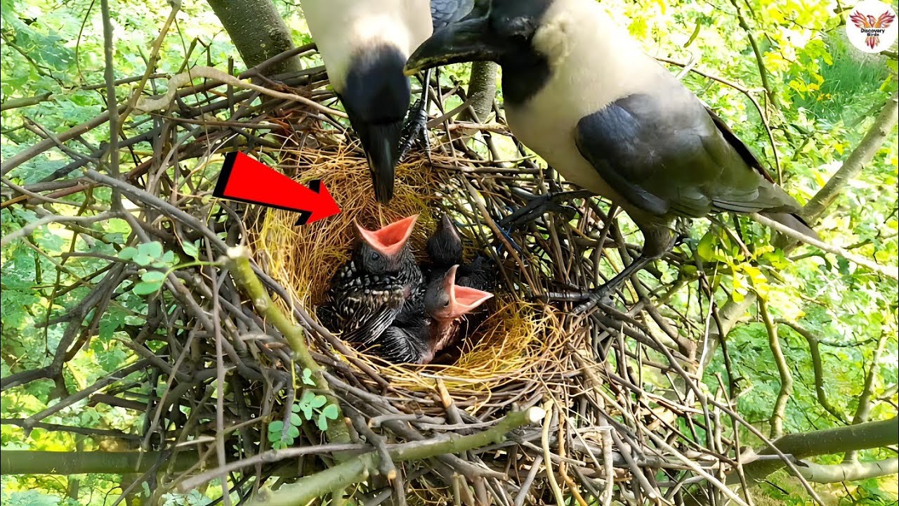 Two House Crow feeding small babies || Wildlife Birds video shooting ...