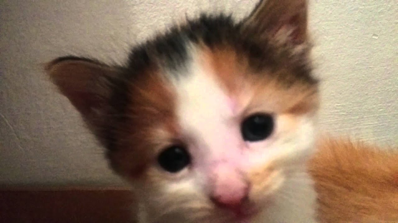 Kittens eat solid food first time - YouTube
