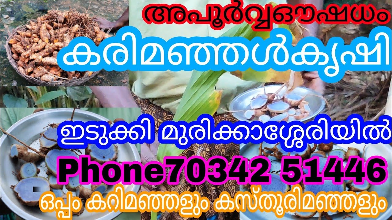 karimanjal# Medicinal Crop#antony muniyara Vlogs - YouTube