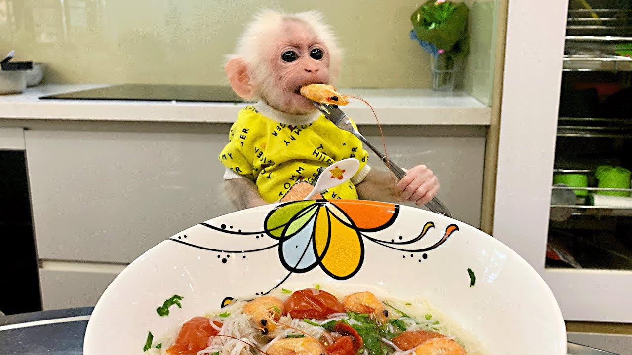 First time Bibi monkey saw live Shrimp! Yummy Breakfast with Shrimp ...