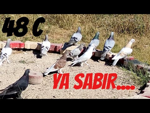 SICAKLAR BASTIRDI ERİYORUZ.. #pigeon #güvercin #oyunkuşu #hayvanlaralemi #taklacıgüvercin #takla