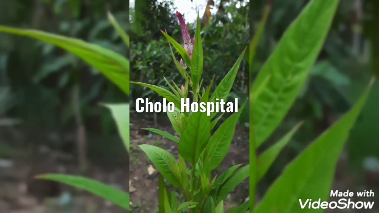 Cholo Hospital A poem written based on this Corona pandemic and social ...