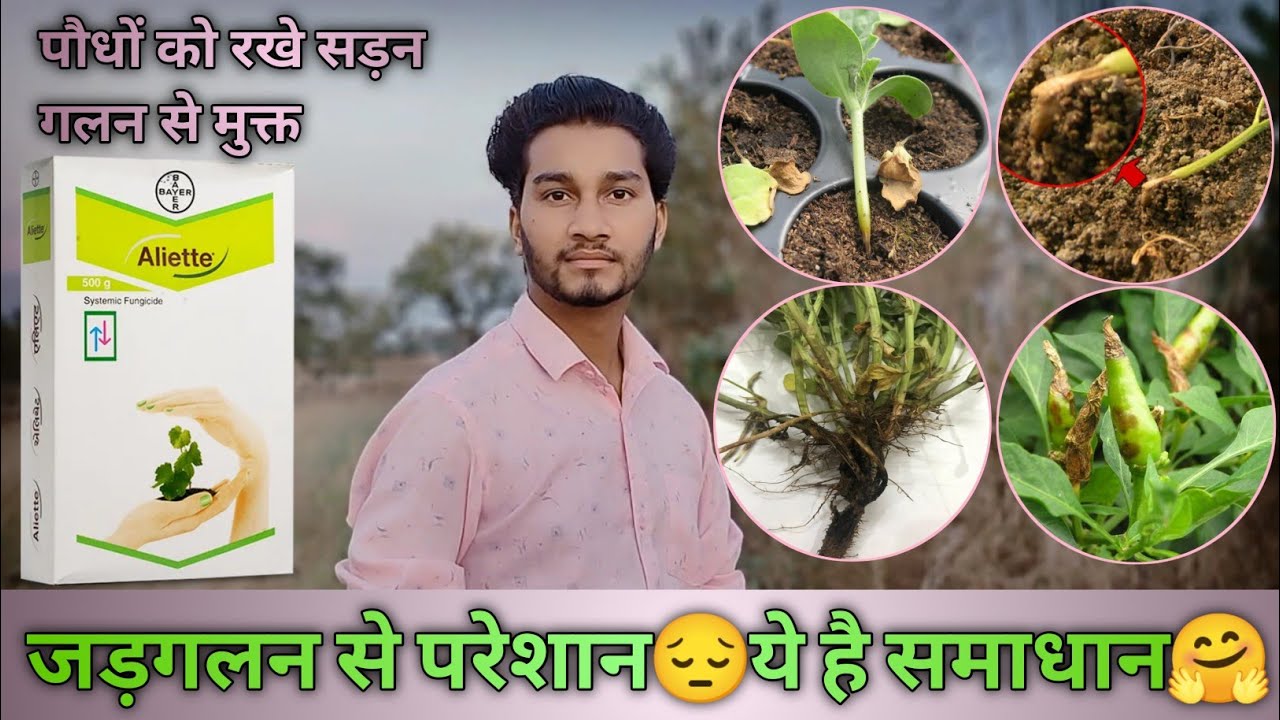 Aliette Fungicide How To Use Price Dose Result technical Name aliette-fungicide-how-to-use-price-dose-result-technical-name