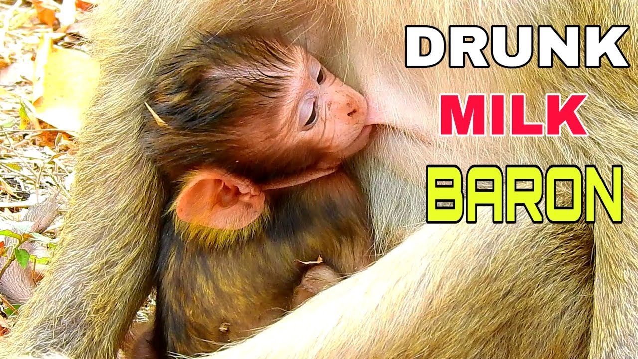 Look Cute Face Adorable Baby Baron Drunk Milk, Baron Fall Sleep - YouTube