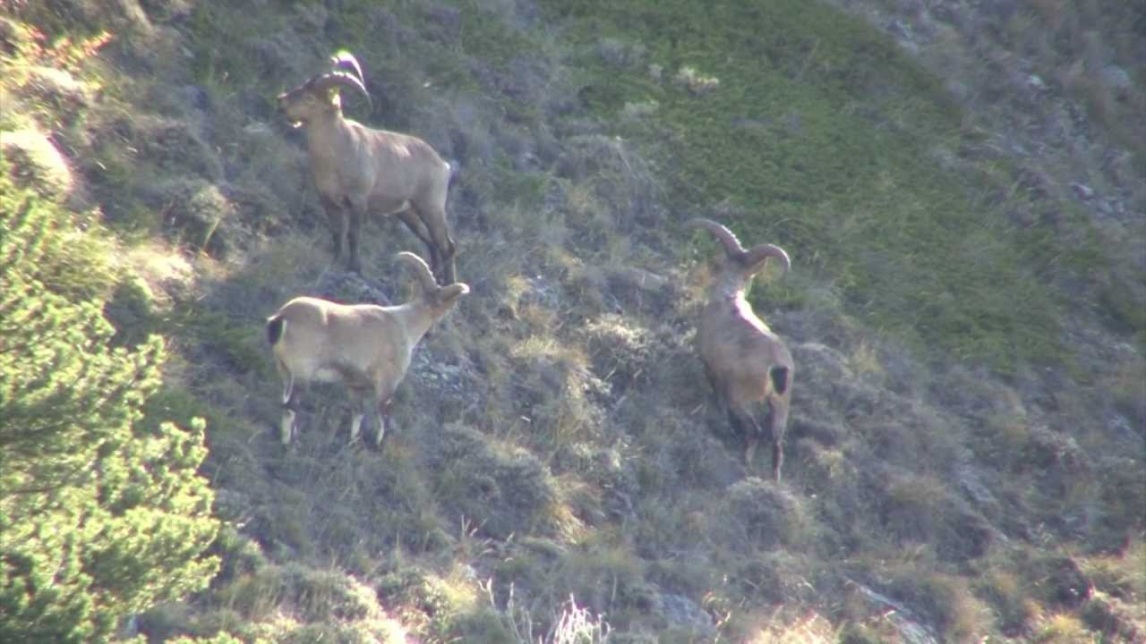 Trailer Mid Caucasian Tur Hunt - YouTube