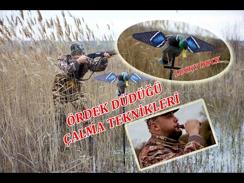 Ördek Düdüğü Çalma Teknikleri & Lucky Duck Tanıtımı ve Mühre dağılımı