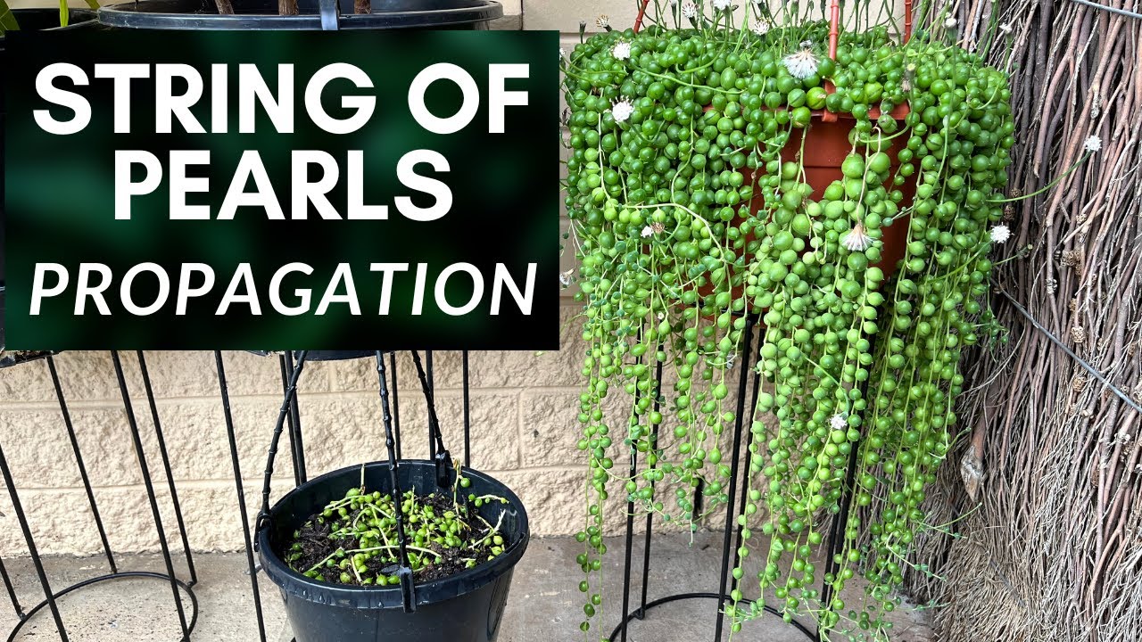 String of Pearls Plant Propagation Method and Tips | M and MM Plants ...