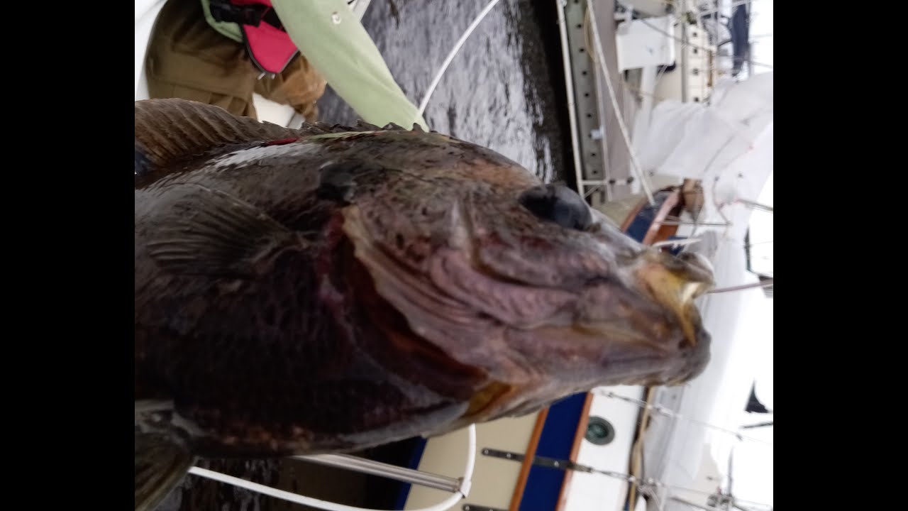 Monster Fish Piranha Pit Fish Farm huge catch of the day - YouTube