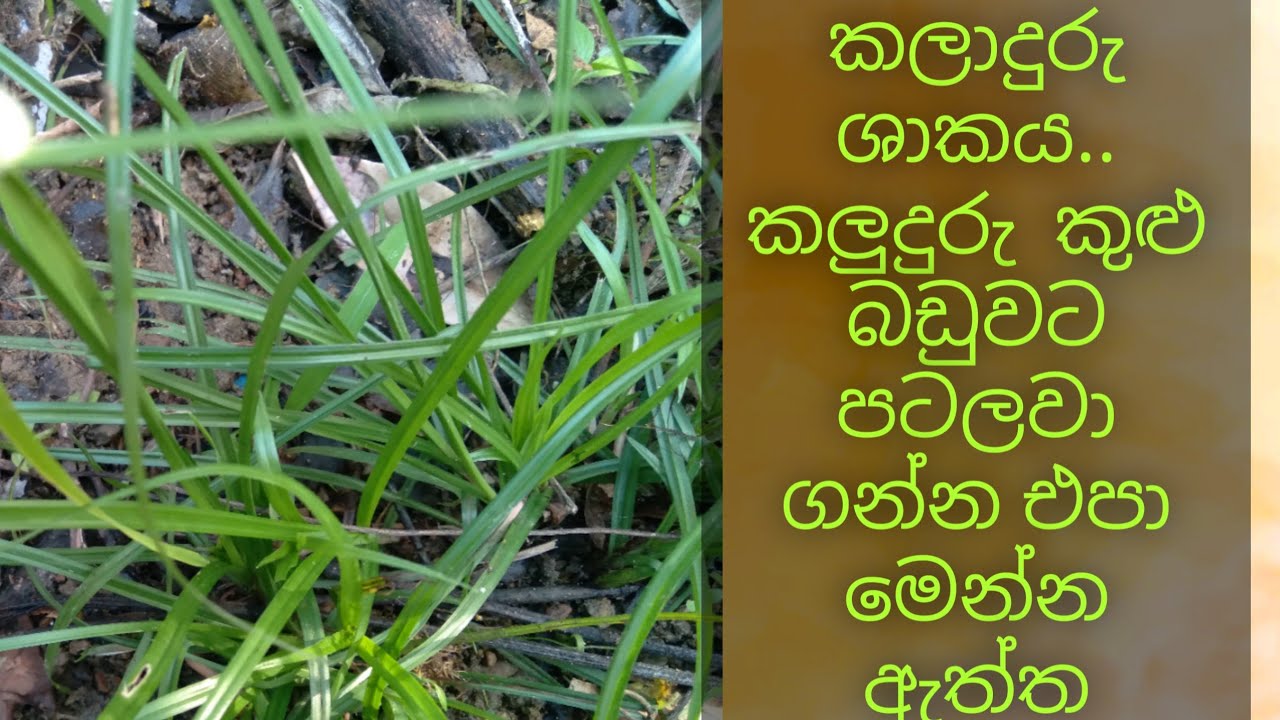 kala duru plant/කලාදුරු/kaladuru plants/sri lanka medicenal plants ...
