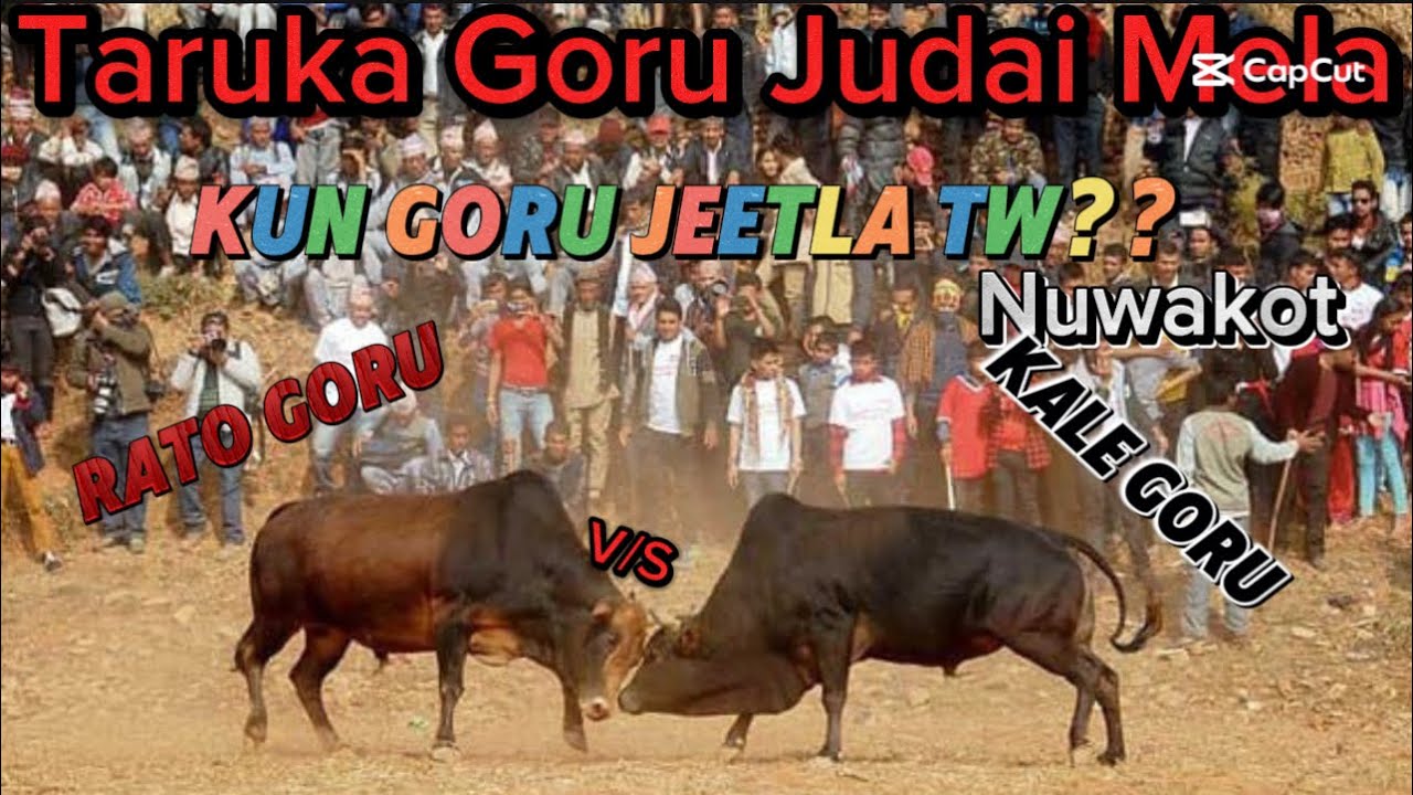 Taruka Mela | Goru Judai Mela | Kun Goru Jeetla Tw?? | Rato Goru V/S ...