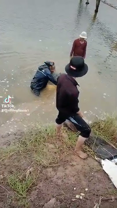 thu hoạch tôm sú l Minh Nghiệm vlog - YouTube