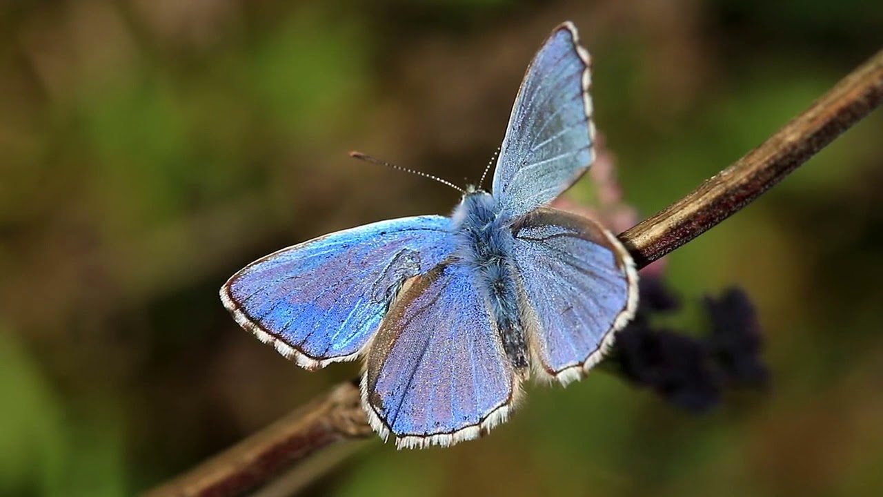 #FlyingFriday 🦋 The Common Blue Butterfly - YouTube