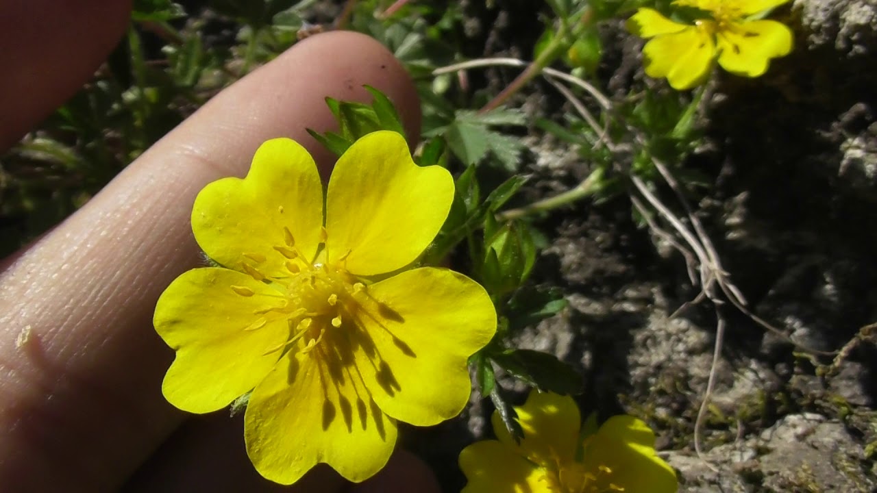 Ranunculus species, alpine zone, Carpathian Mountains - YouTube