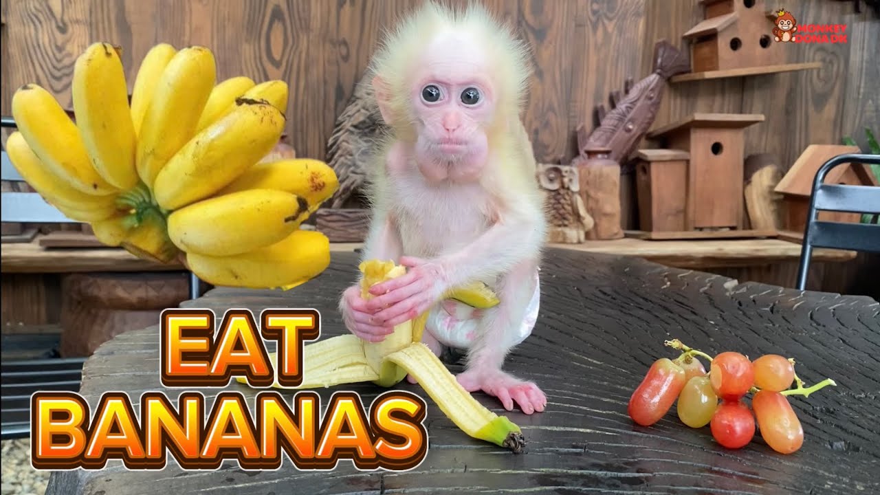 Little monkey Dona likes bananas more than grapes - YouTube