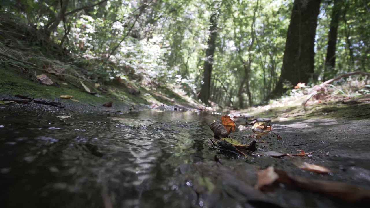 6 hours of a relaxing forest stream sounds - Meditation, deep sleep ...