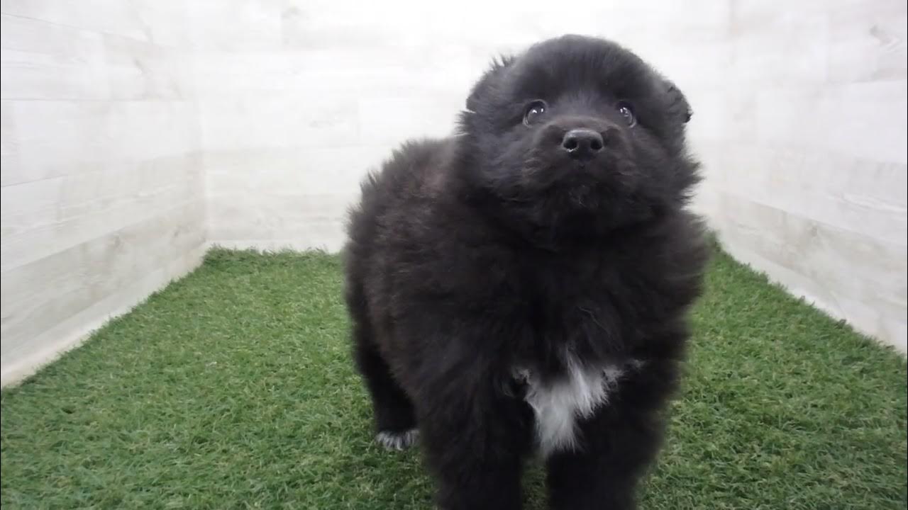 ペットショップcoo&riku No.00705034 MIX（ハーフ） - YouTube