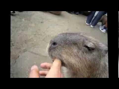 指を噛むカピバラ capybara bite my finger gently （長崎バイオパーク） - YouTube
