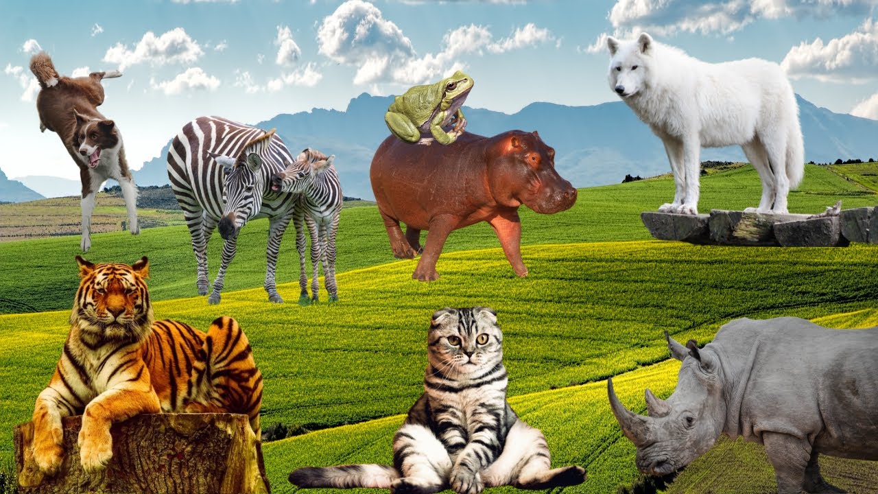 Animal Sounds Funny, Hippo, Rhino, Wolf, Frog, Zebra, Bee, Tiger, Cat ...