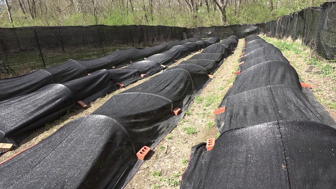 FBI are investigating my LEGAL morel mushroom farm because of Youtube ...