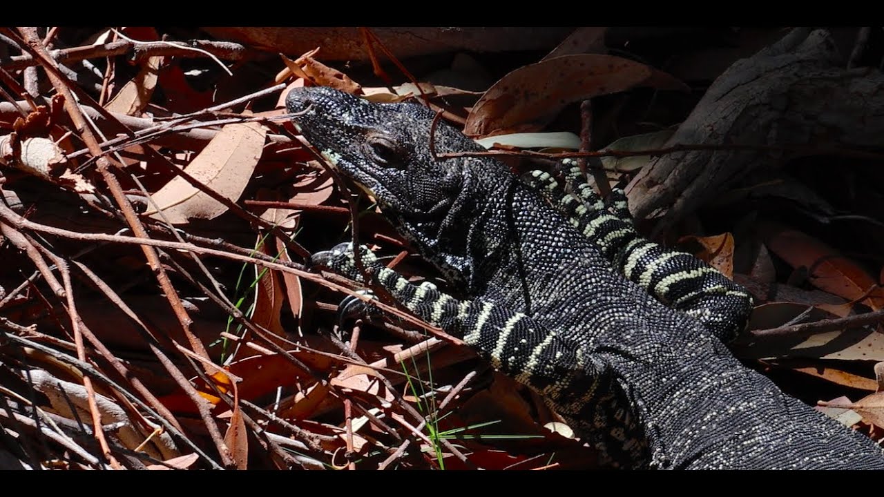 Goanna Lace Monitor basking in the sun Nelson Bay Shoal Bay Australia ...