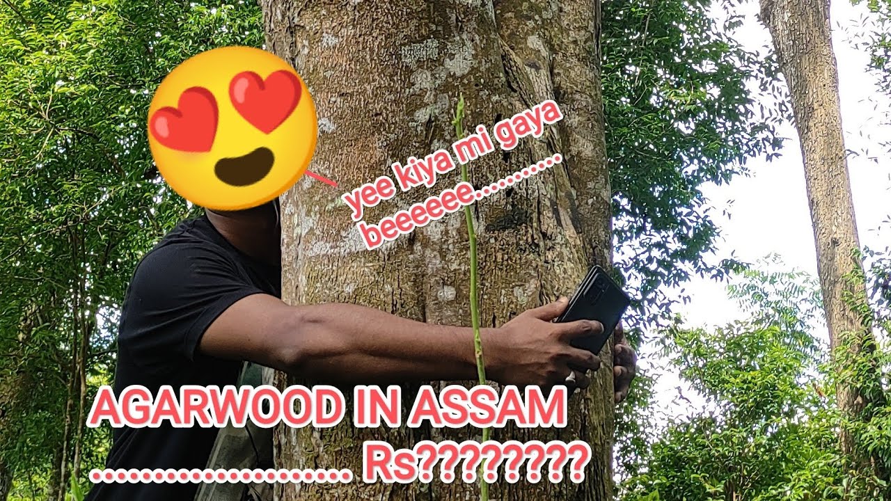 ASSAM AGARWOOD||HASI GOS|| AGARWOOD IN ASSAM||agarwood tree||Agar chips ...