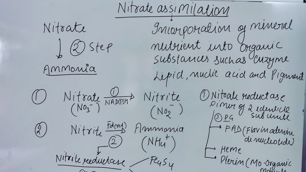 Nitrate Assimilation |Nitrogen Fixation | Science With Jyoti - YouTube