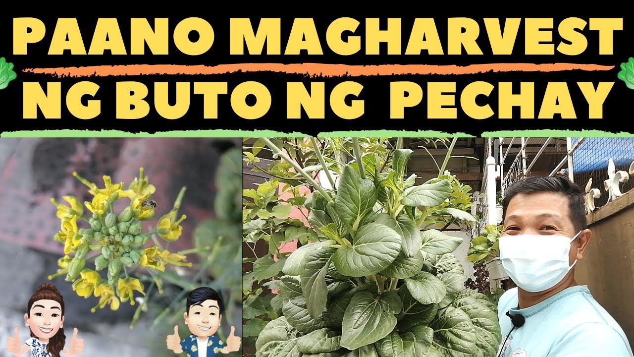 Buto Ng Pechay - Animal Garden Niigata